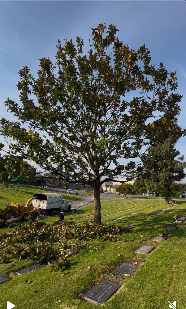 NEW PACIFIC TREES - Updated June 2025 - 14 Photos - Colton, California ...