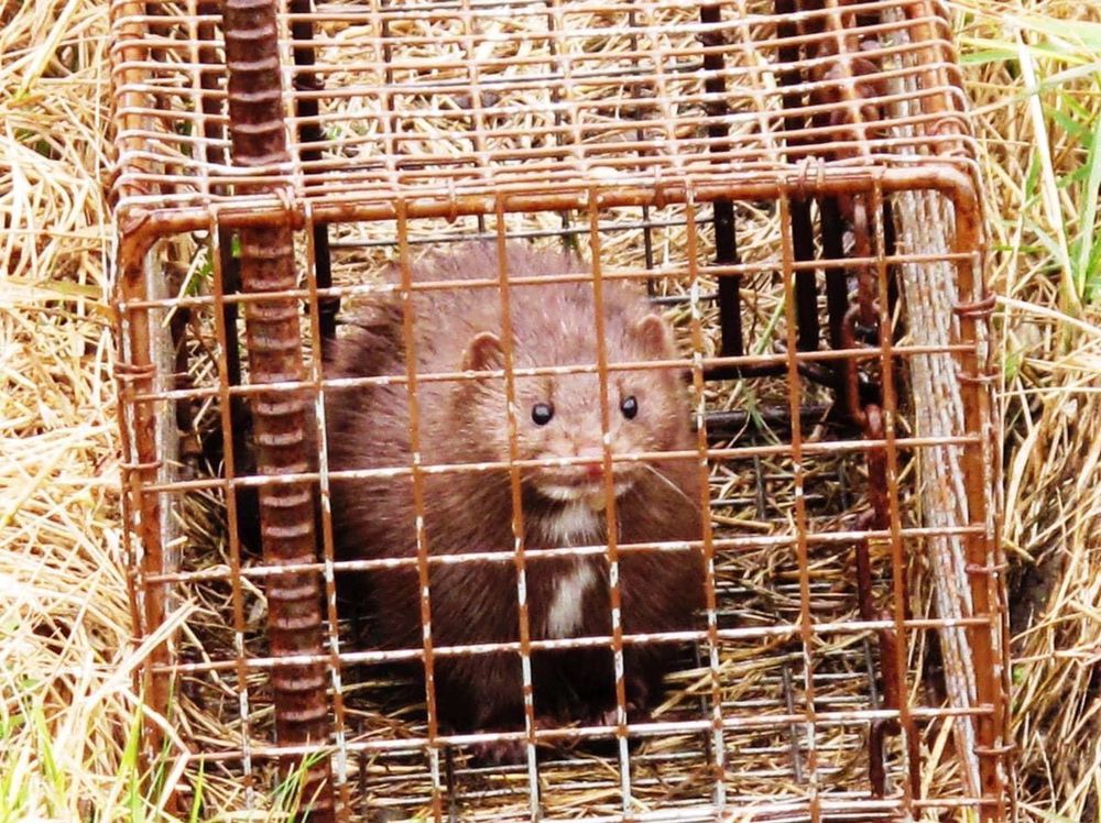 CRITTER GETTERS - Updated June 2024 - Request Information - Whitesburg ...