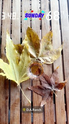 DA RANCH - Updated August 2025 - 293 Photos & 136 Reviews - 1901 N ...