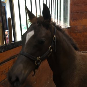 FIELDSTONE SHOW PARK - Updated March 2025 - 21 Plymouth St, Halifax ...