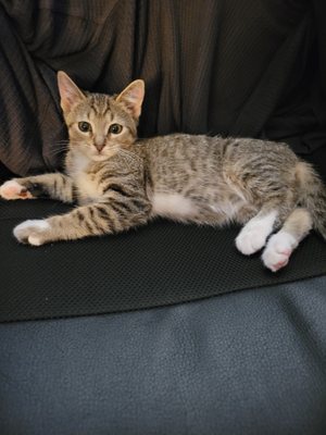 HALO ANIMAL RESCUE - Updated December 2025 - 98 Photos & 177 Reviews ...