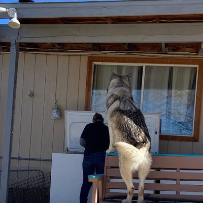 WOLF MOUNTAIN SANCTUARY - Updated December 2025 - 457 Photos & 190 ...