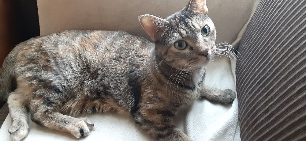 TEN LIVES CLUB - 14 Photos & 12 Reviews - Animal Shelters - 3741 ...