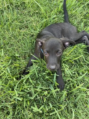 PRICELESS PET RESCUE - CHINO HILLS - Updated August 2025 - 204 Photos ...