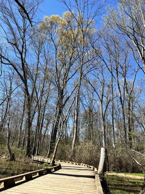CONESTEE NATURE PRESERVE - Updated January 2026 - 134 Photos & 33 ...