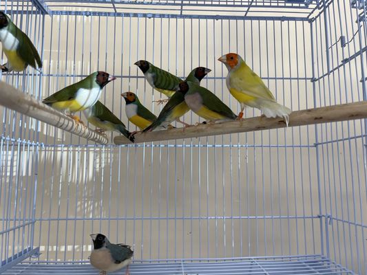 ARY EXOTIC BIRDS PET SHOP - Updated September 2024 - 15 Photos - 128 ...