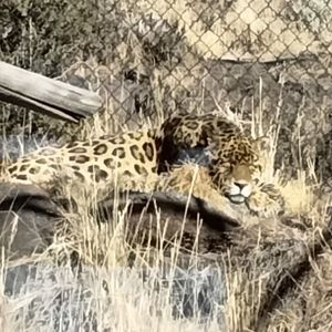 ANIMAL ARK - 493 Photos & 143 Reviews - 1265 Deerlodge Rd, Reno, Nevada ...