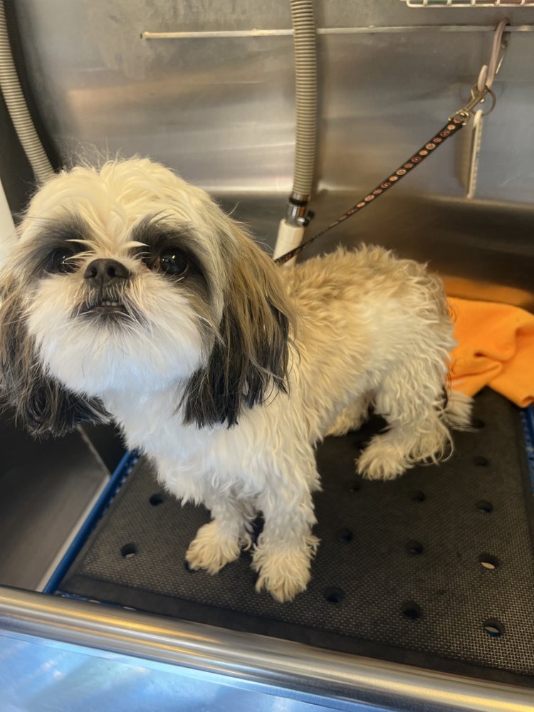 HYDRODOG MOBILE DOG GROOMING - Updated October 2025 - Request an ...