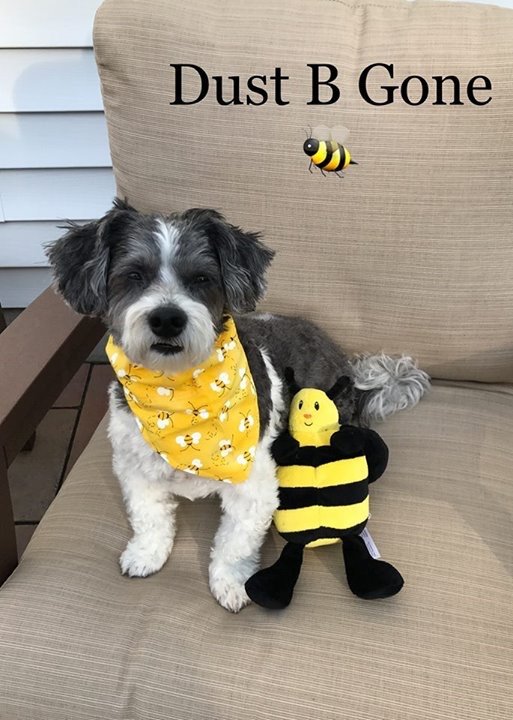 DUST B GONE - Updated November 2024 - 11 Photos - 33 W Lancaster Ave ...