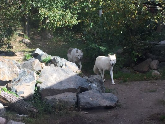 INTERNATIONAL WOLF CENTER - 66 Photos & 29 Reviews - 1396 Hwy 169, Ely ...