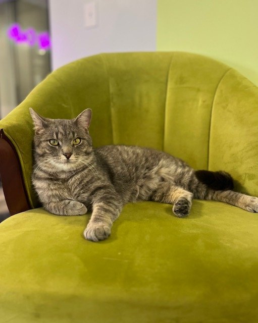 THE CAT LADY CAFE - Updated December 2025 - 401 E Colfax Ave, South ...