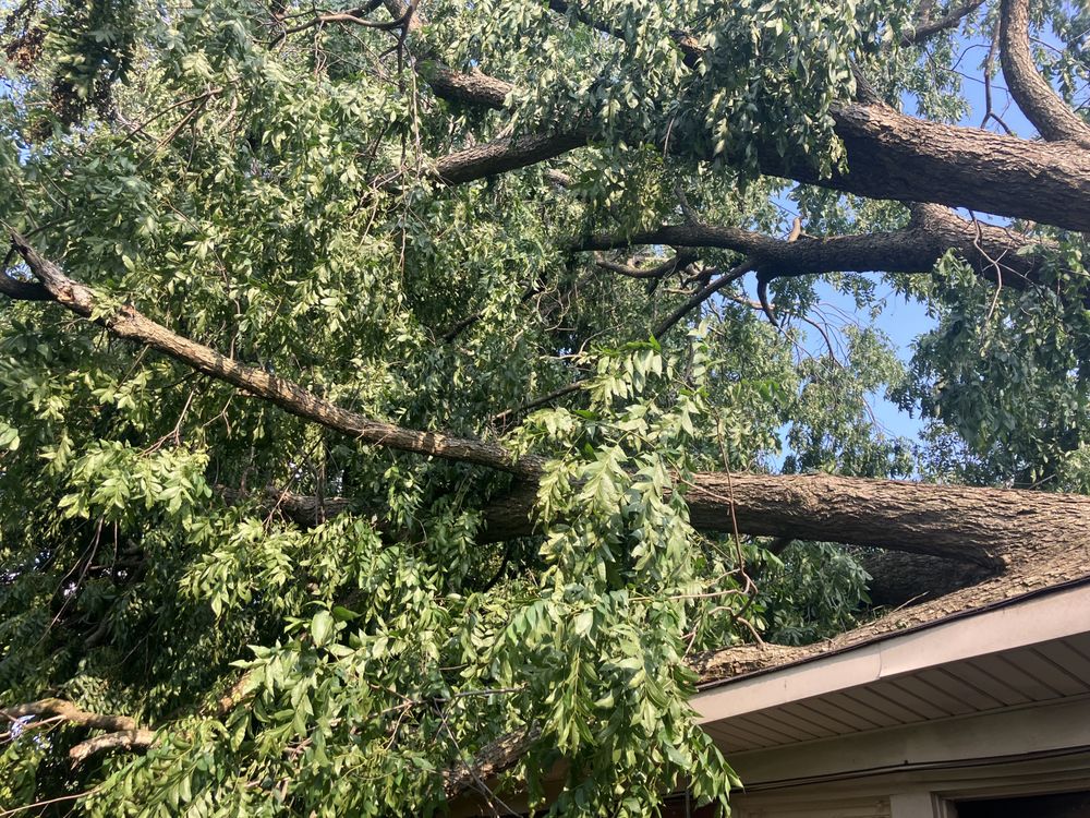 CROSS TREE SERVICE - Updated July 2025 - 27 Photos - 2119 Sandhurst St ...