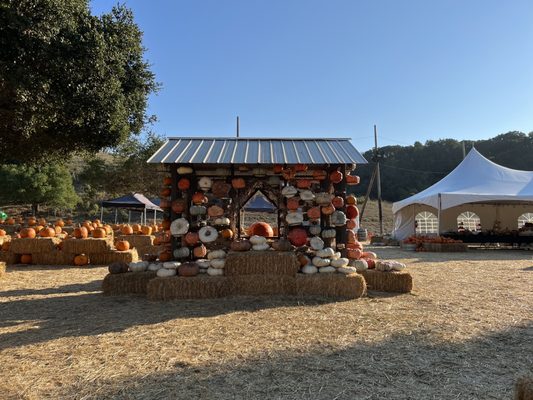 Classic Pumpkin Patch And Christmas Trees