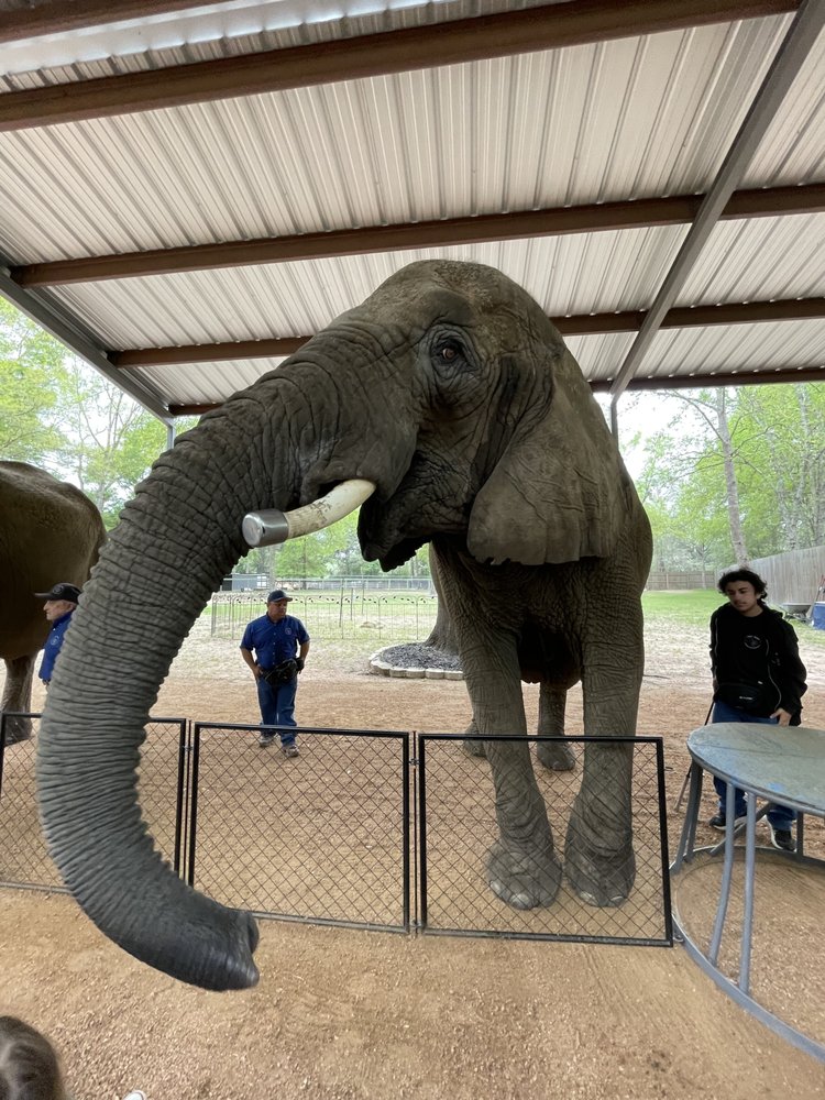 EAST TEXAS ELEPHANT EXPERIENCE - Updated September 2024 - 29 Photos ...