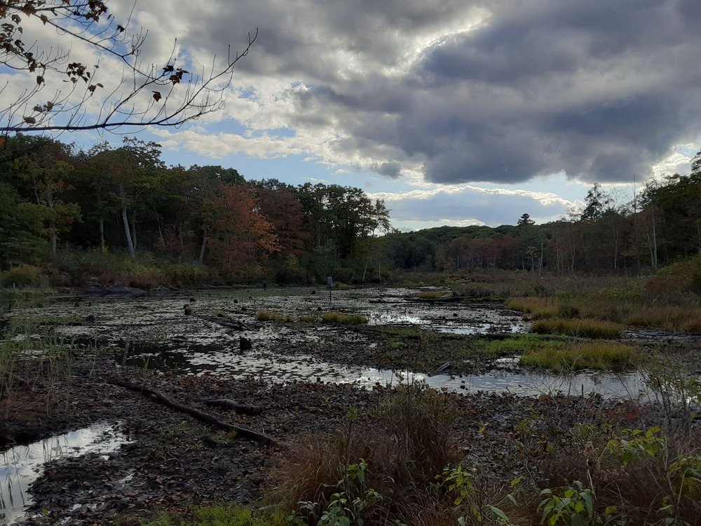 SESSIONS WOODS WILDLIFE MANAGEMENT AREA - Updated May 2024 - 41 Photos ...