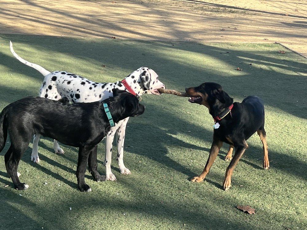 MIYUKI DOG PARK - Updated June 2026 - 20 Photos & 49 Reviews - Miyuki ...