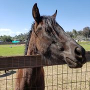 JENSEN-ALVARADO HISTORIC RANCH & MUSEUM - 61 Photos - 4307 Briggs St ...