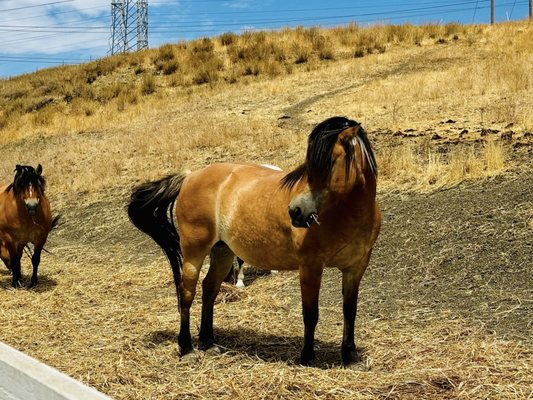 COYOTE RANCH - Updated July 2025 - 334 Photos & 68 Reviews - Coyote ...