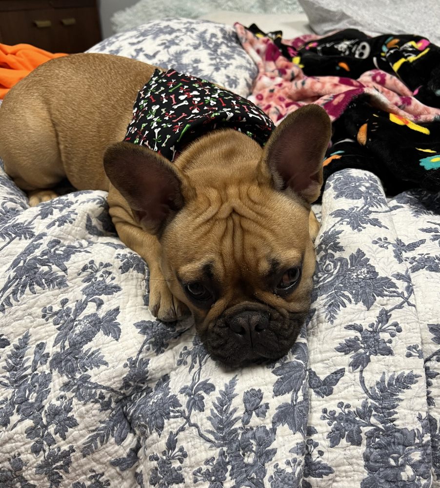 FURS UNLEASHED BY JENNIFER - Updated October 2025 - 111 N Court St ...