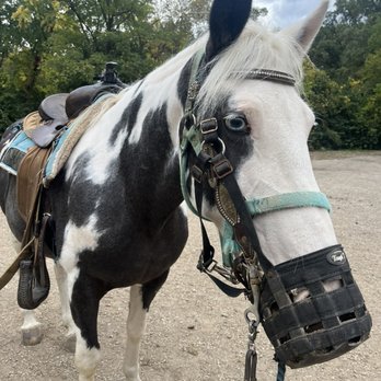 MEMORY LANE STABLES - Updated October 2025 - 168 Photos & 124 Reviews ...