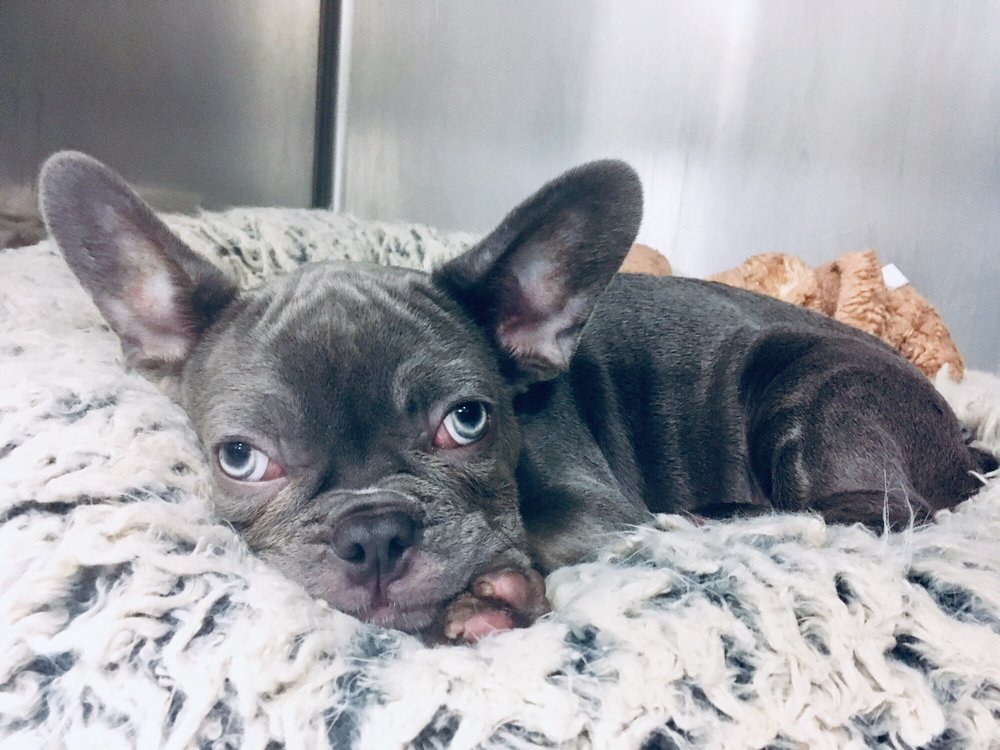 MSPCA ANGELL - 72 Photos & 660 Reviews - 350 S Huntington Ave, Boston ...