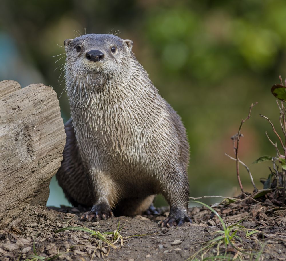 SEQUOIA PARK ZOO - Updated June 2024 - 548 Photos & 149 Reviews - 3414 ...