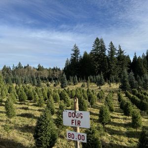 HEMSTROM VALLEY TREE FARM CHRISTMAS TREES - TEMP. CLOSED - Updated June ...