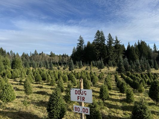 PILCHUCK SECRET VALLEY CHRISTMAS TREE FARM - TEMP. CLOSED - Updated ...