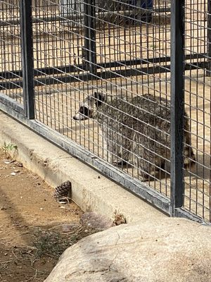 FOREVER WILD EXOTIC ANIMAL SANCTUARY - 545 Photos & 304 Reviews - Zoos ...