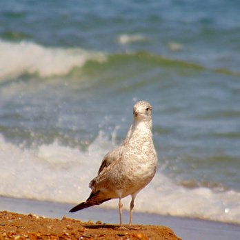 WHIHALA BEACH - Updated December 2025 - 18 Photos - Whiting, Indiana ...