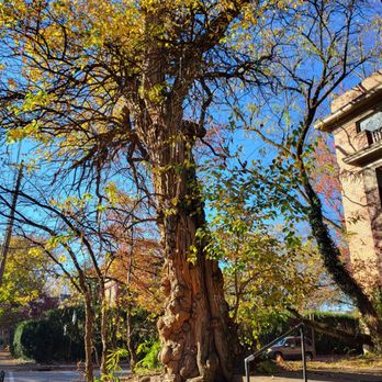 THE WITCHES TREE - Updated December 2025 - 49 Photos & 15 Reviews - S ...