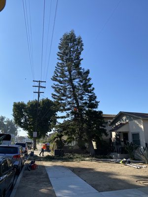 CALIFORNIA TREE DESIGN - Updated July 2025 - 233 Photos & 201 Reviews ...