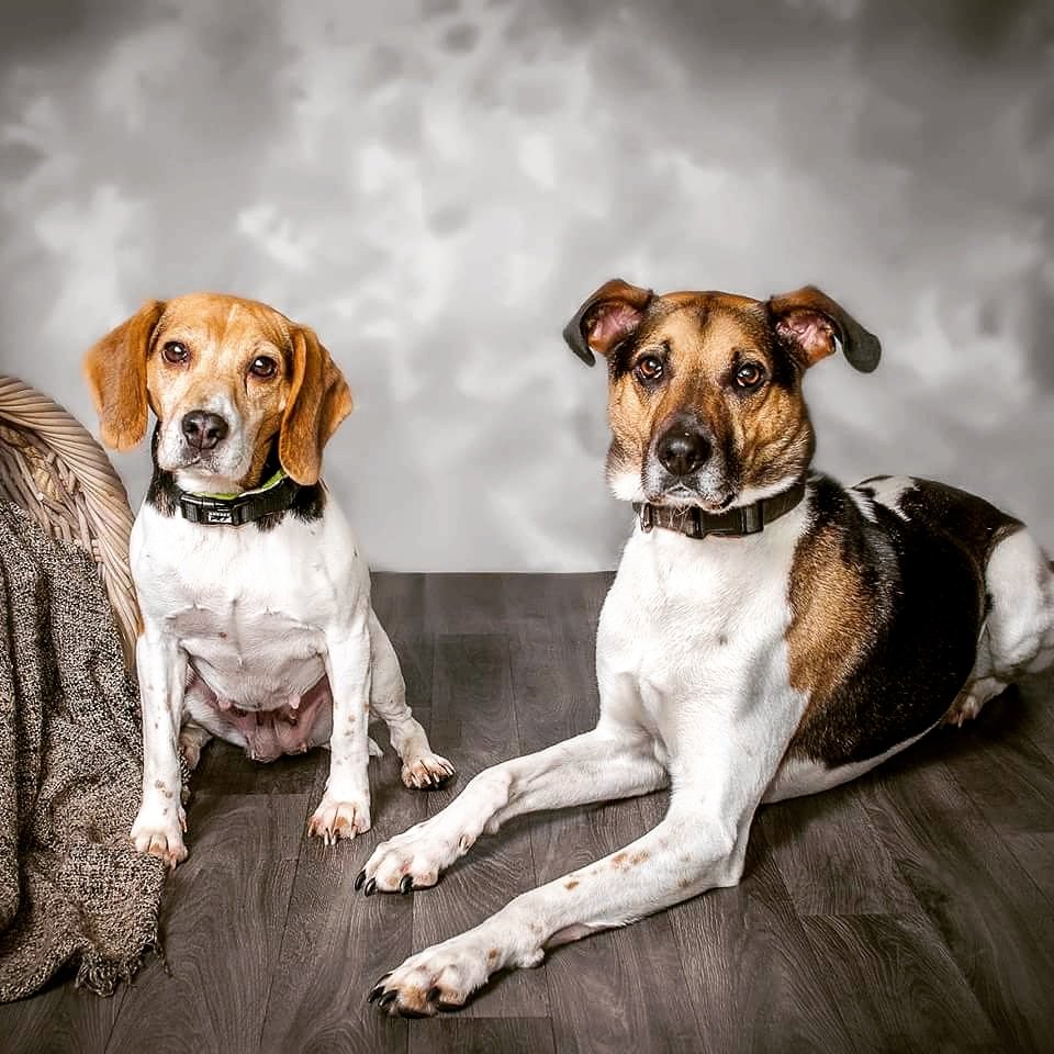 HOLLY’S HOUNDS - Request a Quote - 103 Clotherholme Park, Ripon, North ...