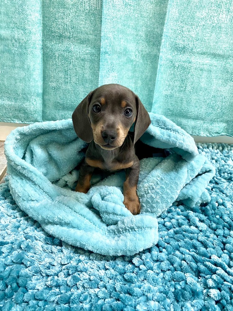 ARIZONA GROUND HOUNDS - Updated December 2025 - 26 Photos - Litchfield ...