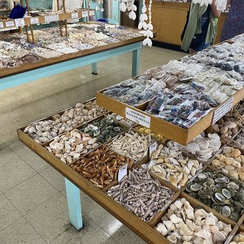 THE SHELL SHOP - Updated December 2025 - 217 Photos & 141 Reviews - 590 ...
