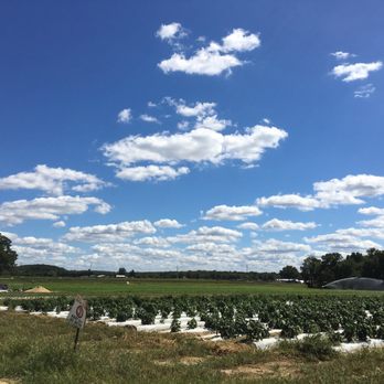 HALLOCK’S U-PICK FARM & GREENHOUSE - Updated July 2025 - 44 Photos & 15 ...