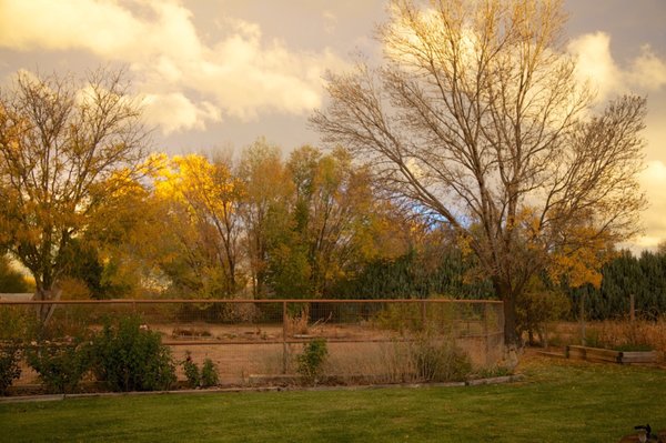 BACA’S TREES - Updated October 2025 - 46 Reviews - 7933 Edith Blvd NE ...