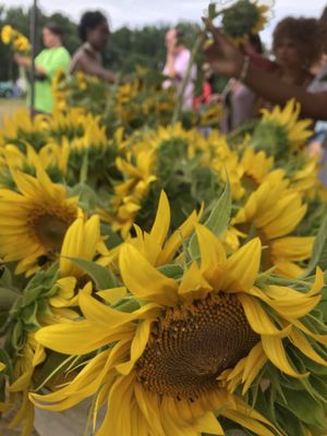 THE ANDERSON SUNFLOWER FARM - 82 Photos & 25 Reviews - 3360 Shiloh Rd ...