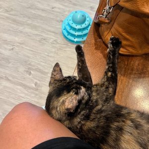 TOE BEANS AND DREAMS ADOPTION CAFE - 126 Photos & 27 Reviews - 98-199 ...