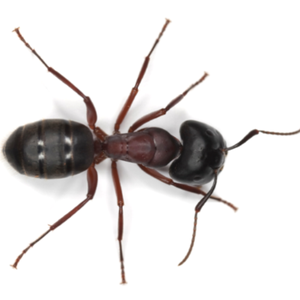 TRIGUARD PEST CONTROL - Updated December 2025 - 61 Photos & 416 Reviews ...