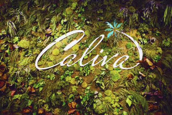 CALIVA - Updated February 2025 - 187 Photos & 1051 Reviews - 1695 S 7th ...