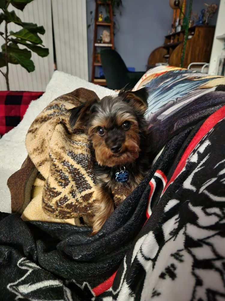 FOREPAWS - Updated September 2025 - 453 S Ridge Rd, Minooka, Illinois ...