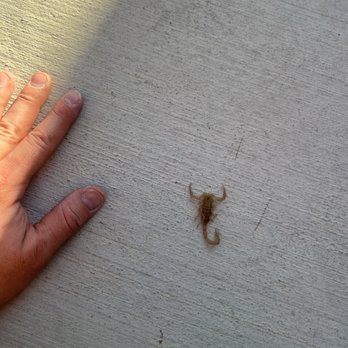 MARK HARMON PEST CONTROL - Updated June 2025 - Henderson, Nevada - Pest ...