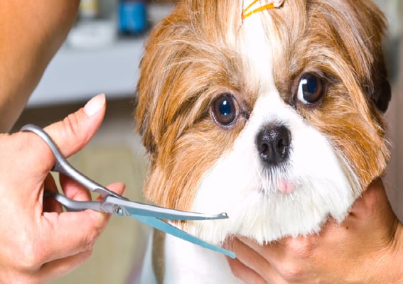 RED DOG PET RESORT & SPA - Updated July 2025 - 23 Reviews - 7036 ...