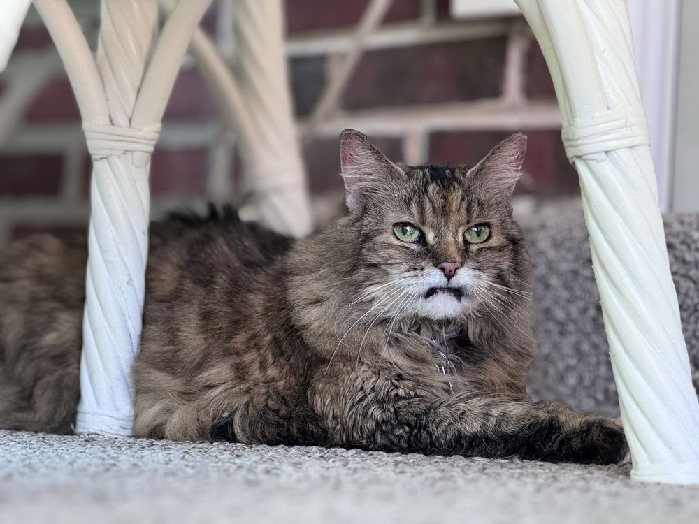 INDY VETERINARY CARE - Updated December 2025 - 14 Photos & 29 Reviews ...