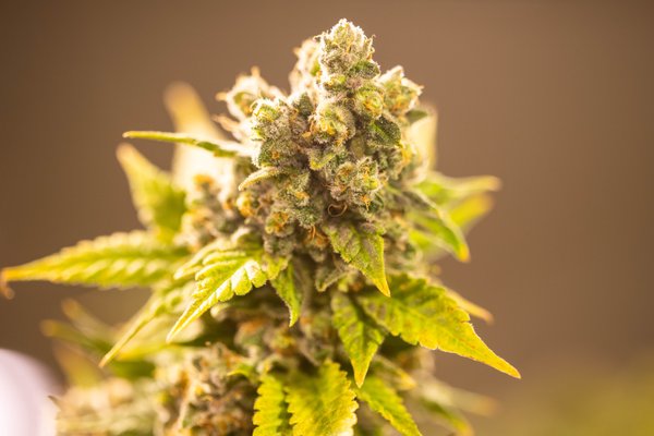 PURE MARIJUANA DISPENSARY - Updated December 2025 - 39 Photos & 32 ...