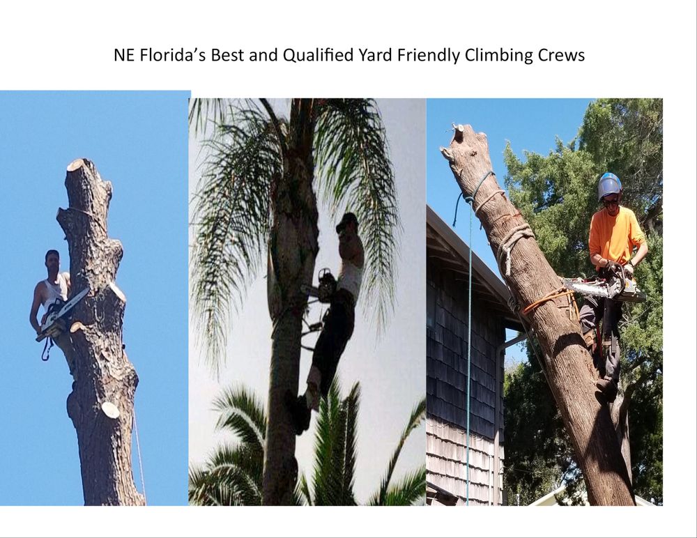 ALL AMERICAN TREE SURGEONS - Updated May 2025 - 39 Photos - 30 S ...