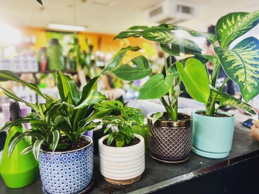 JUNGLE BOX - Updated December 2025 - 140 Photos & 42 Reviews - 1735 E ...