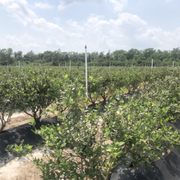 BLUEBERRY BUNCH FARM - 58 Photos & 12 Reviews - Do-It-Yourself Food ...