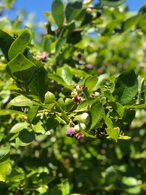 CHARLOTTE’S BLUEBERRY PARK - Updated January 2026 - 78 Photos & 22 ...